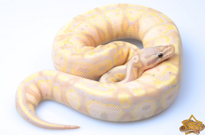 Ausgewachsener Königspython In Pastell Kaliko Optik