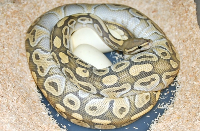 SES-Reptiles - Königspython - Farbmorphen - Zucht - Nachzucht